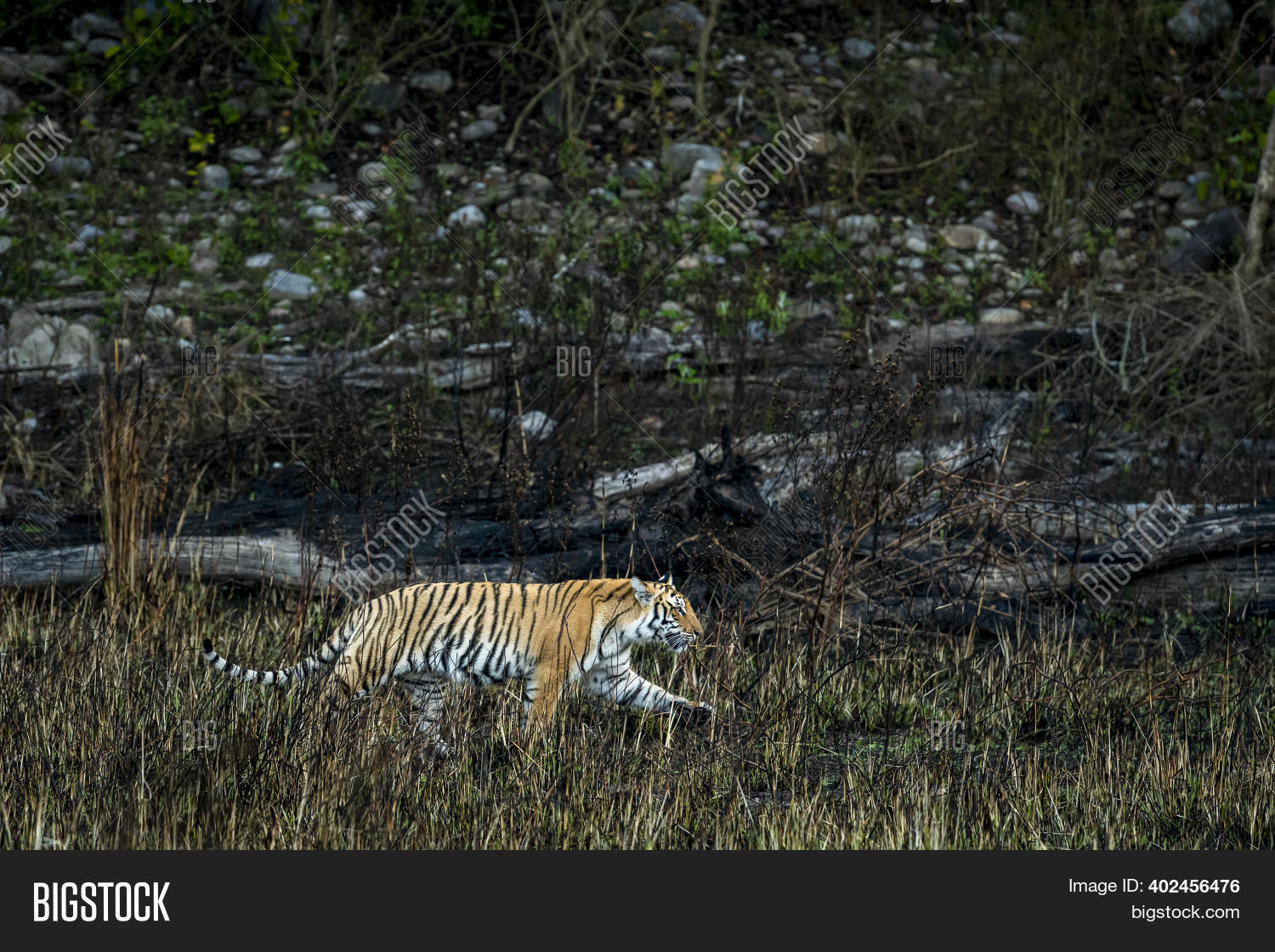 Wild Bengal Tiger Image & Photo (Free Trial) | Bigstock