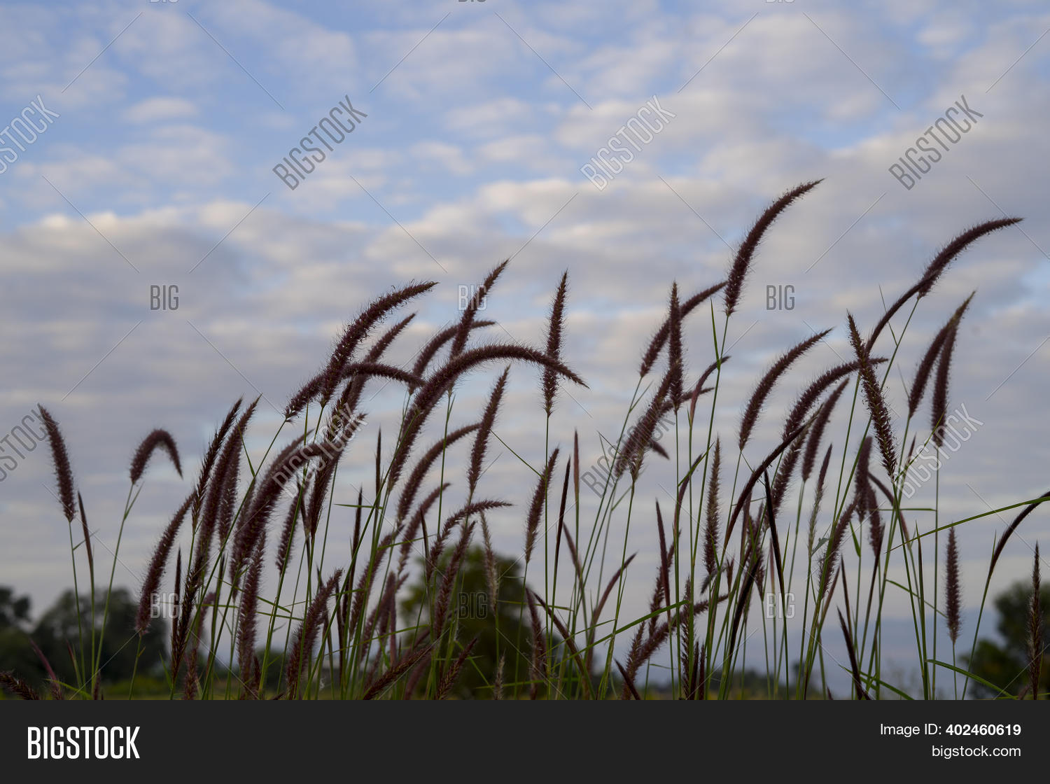 Pink Muhly Grass Image & Photo (Free Trial) | Bigstock