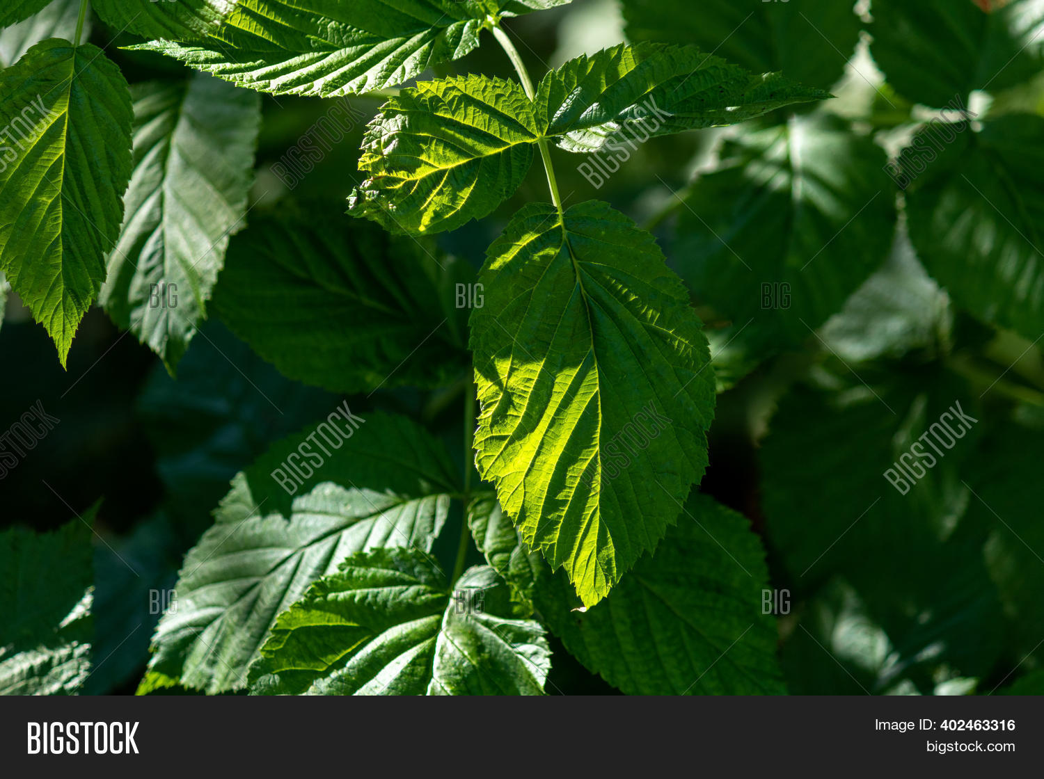 Rubus Idaeus Leaf
