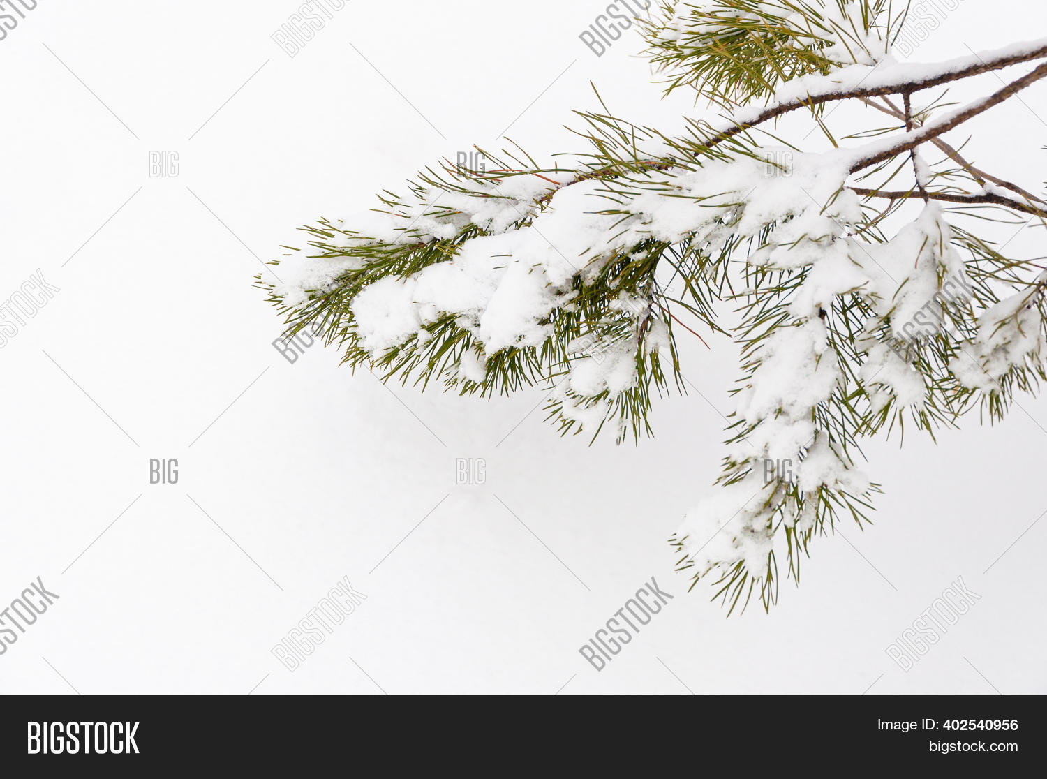 Branches Christmas Image & Photo (Free Trial) | Bigstock