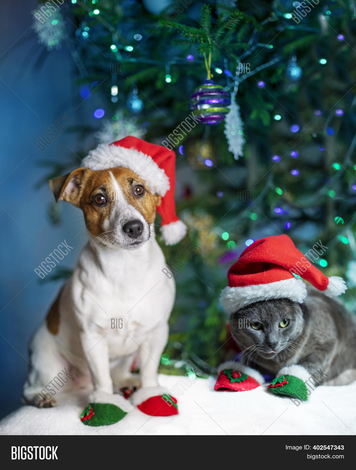 Cute Jack Russell Image & Photo (Free Trial) | Bigstock