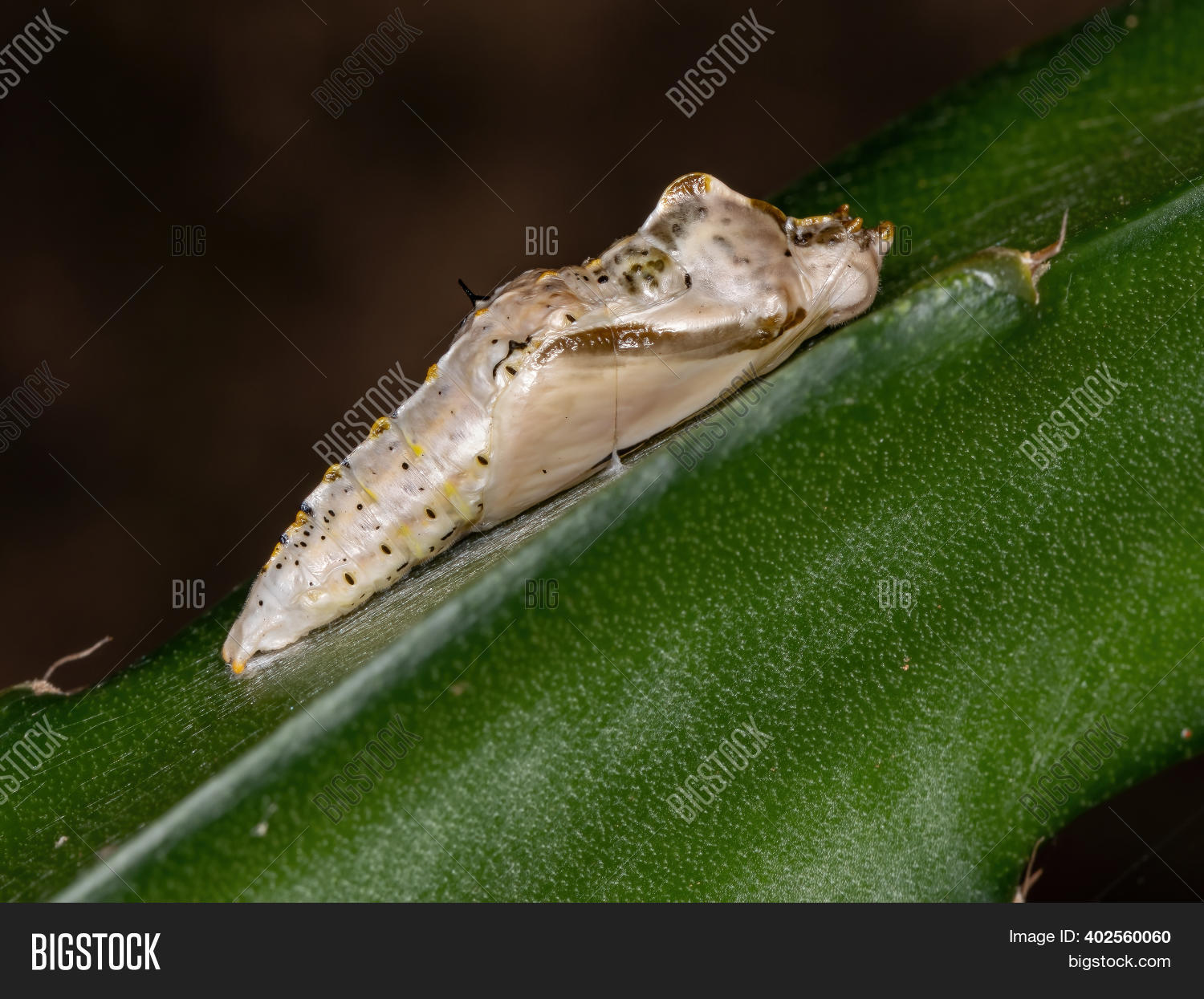 Small Butterfly Cocoon Image & Photo (Free Trial) | Bigstock