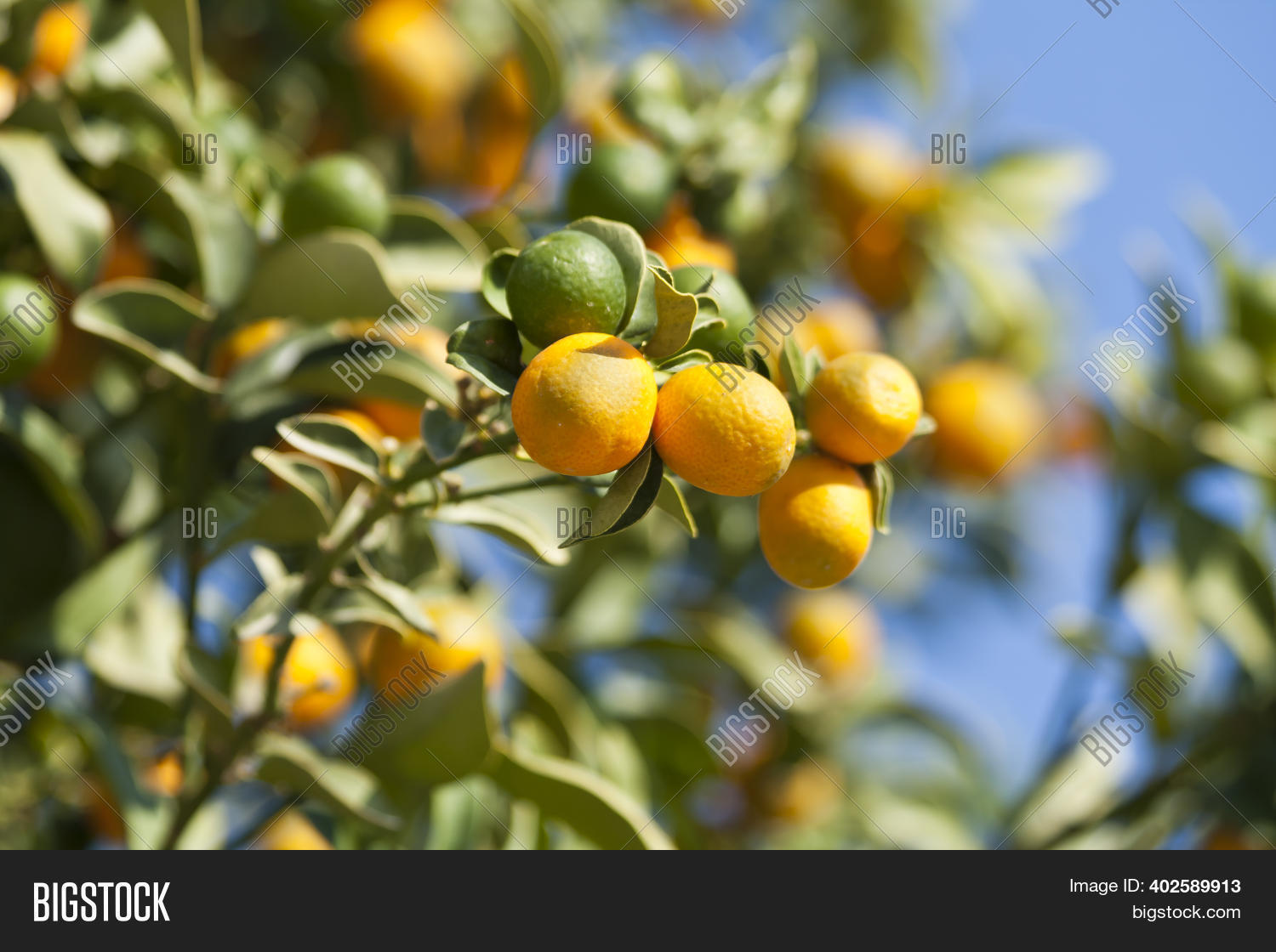 Close- Orange Kumquat Image & Photo (Free Trial) | Bigstock