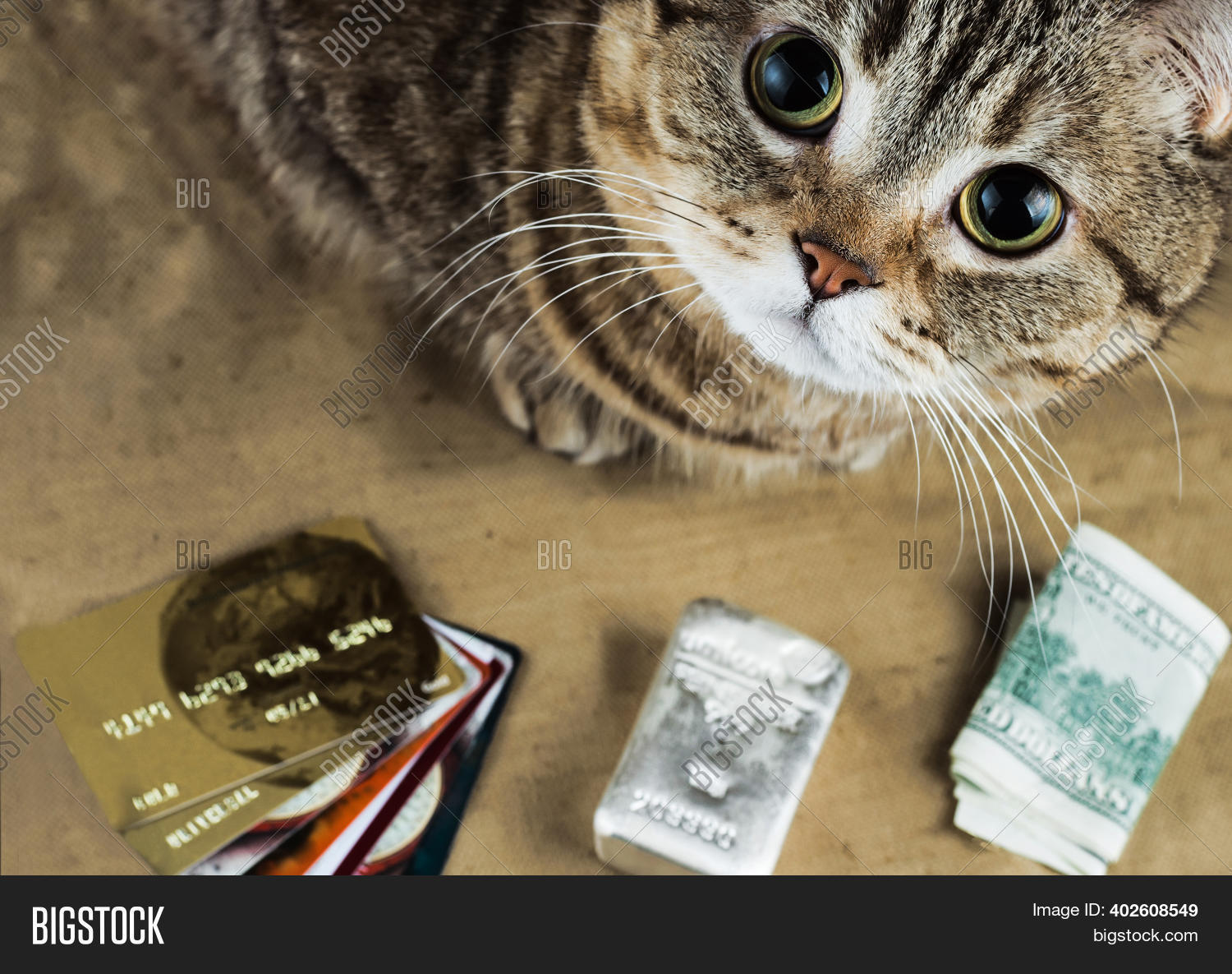 Cats With Money