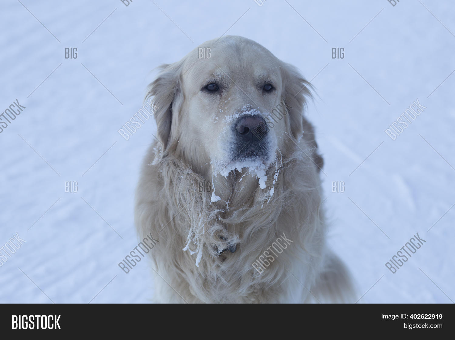 Dog Extreme Cold Image & Photo (Free Trial) | Bigstock