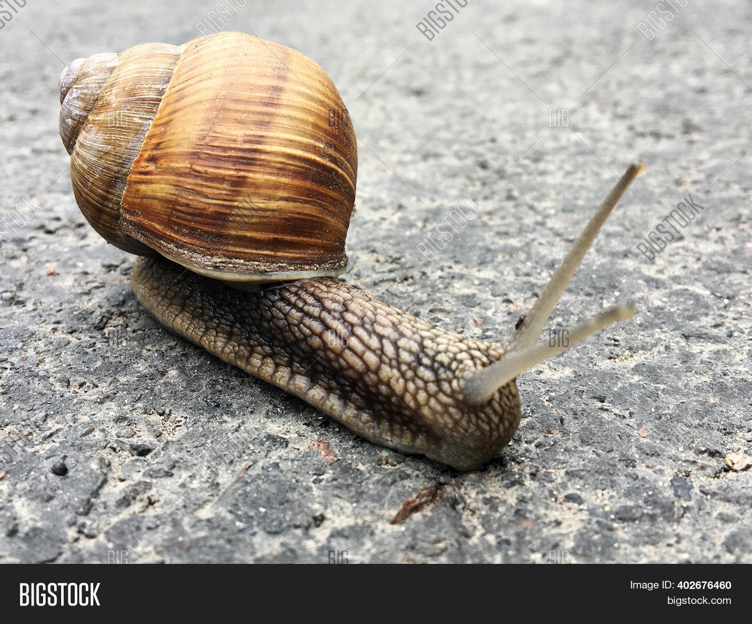 Small Garden Snail Image & Photo (Free Trial) | Bigstock