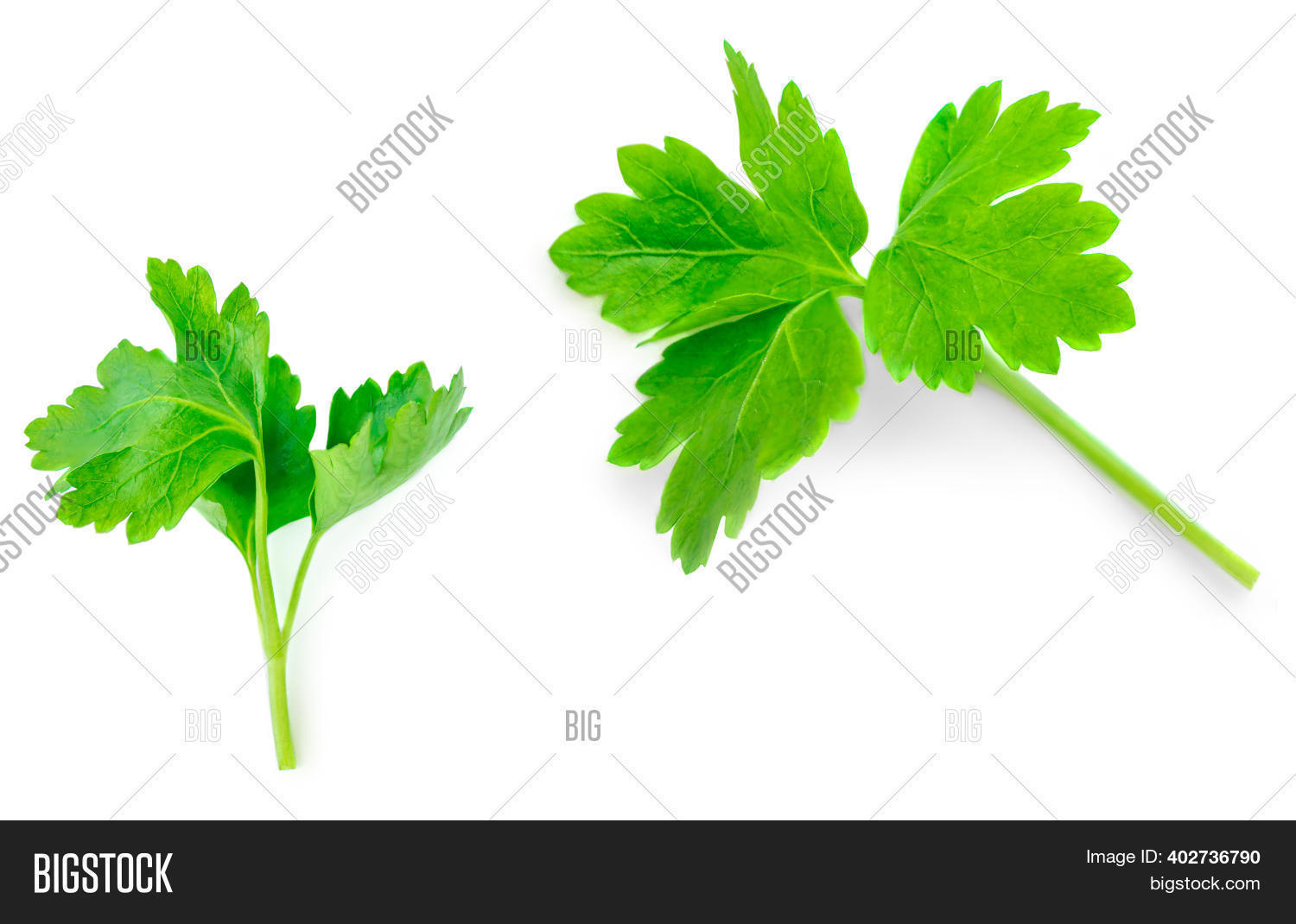 Parsley Isolated On Image & Photo (Free Trial) | Bigstock