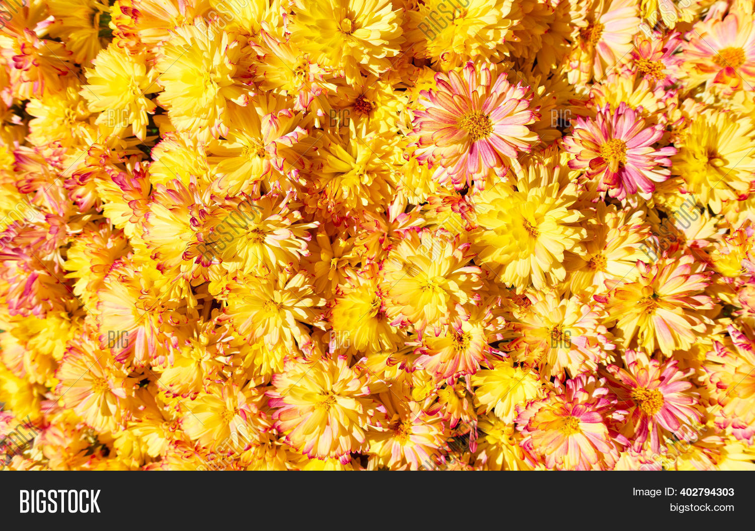 Daisy Flowers. Bright Image & Photo (Free Trial) | Bigstock