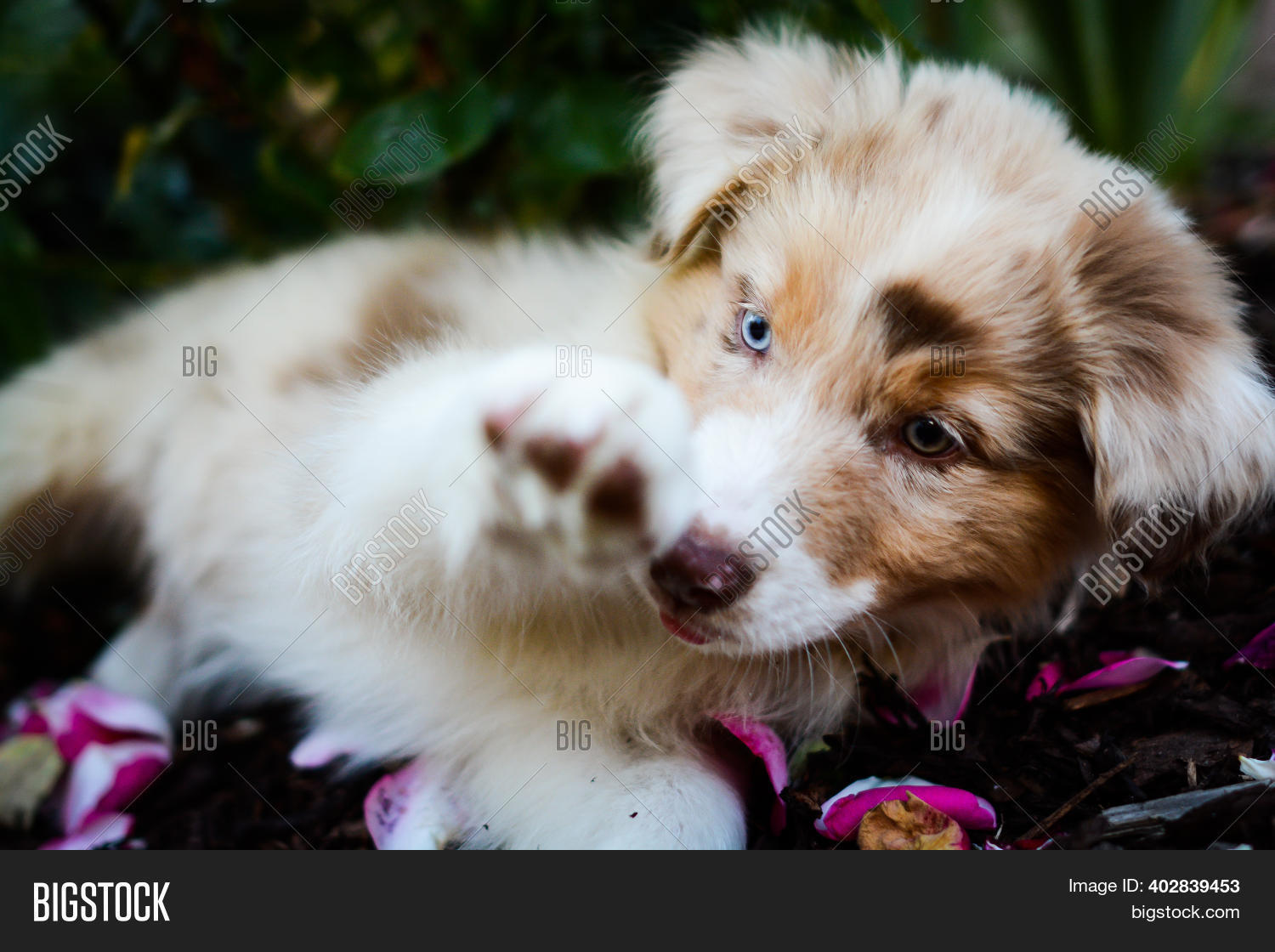 Beautiful Red Merle Image & Photo (Free Trial) | Bigstock