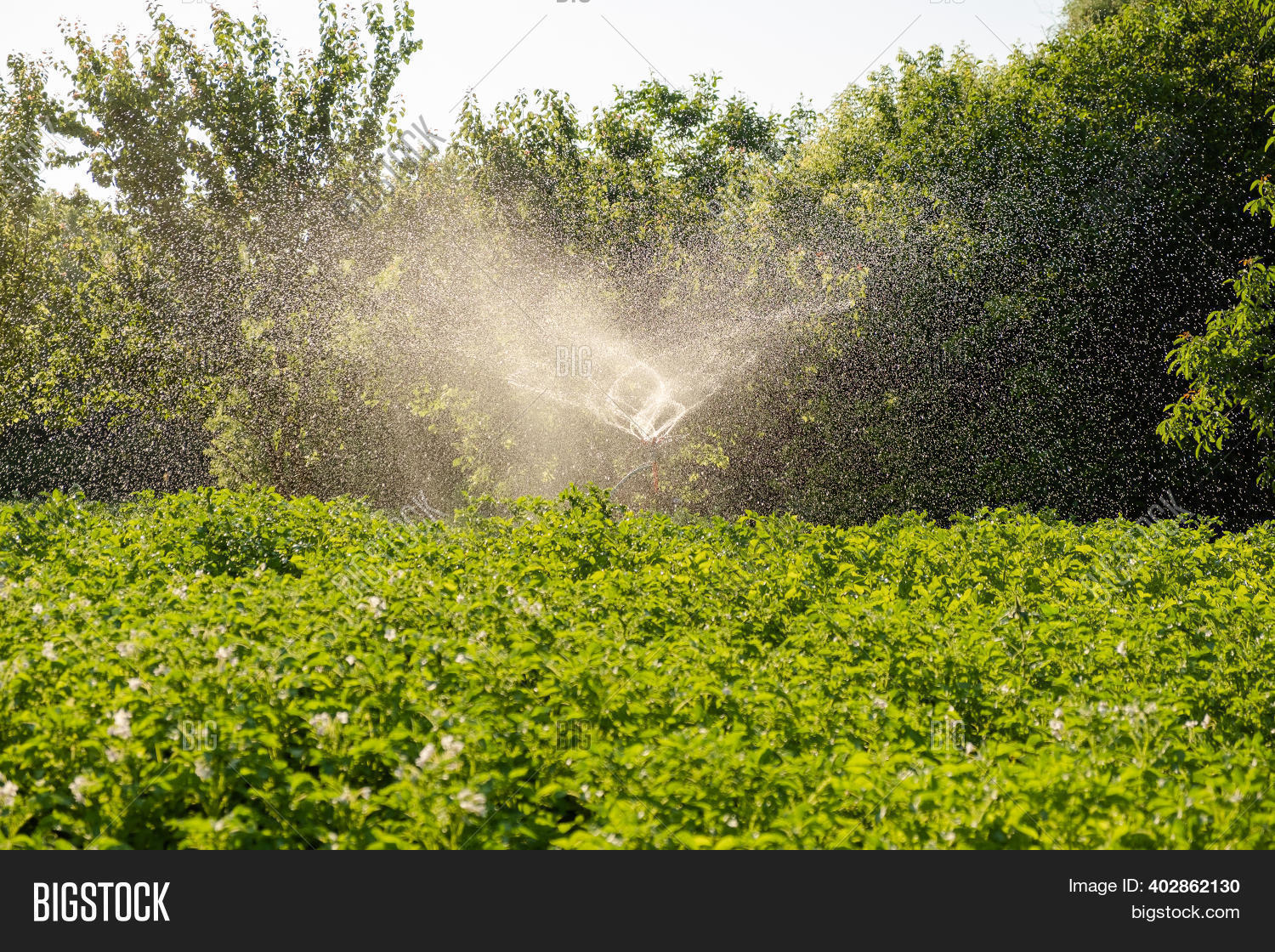 Potato Irrigation On Image & Photo (Free Trial) | Bigstock