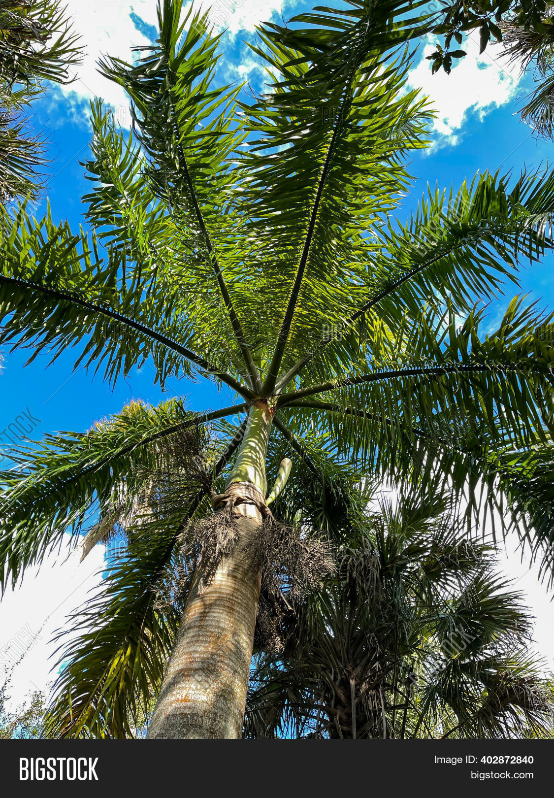View Royal Palm Trees Image & Photo (Free Trial) | Bigstock