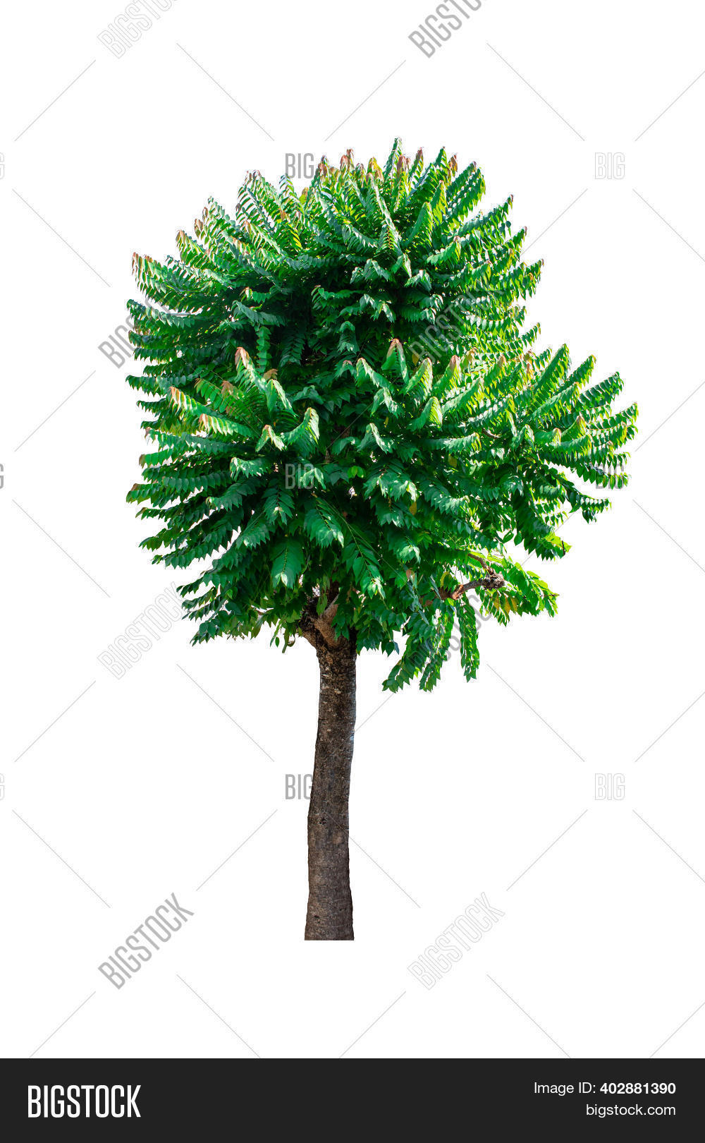 Gooseberry Tree Small Image & Photo (Free Trial) | Bigstock