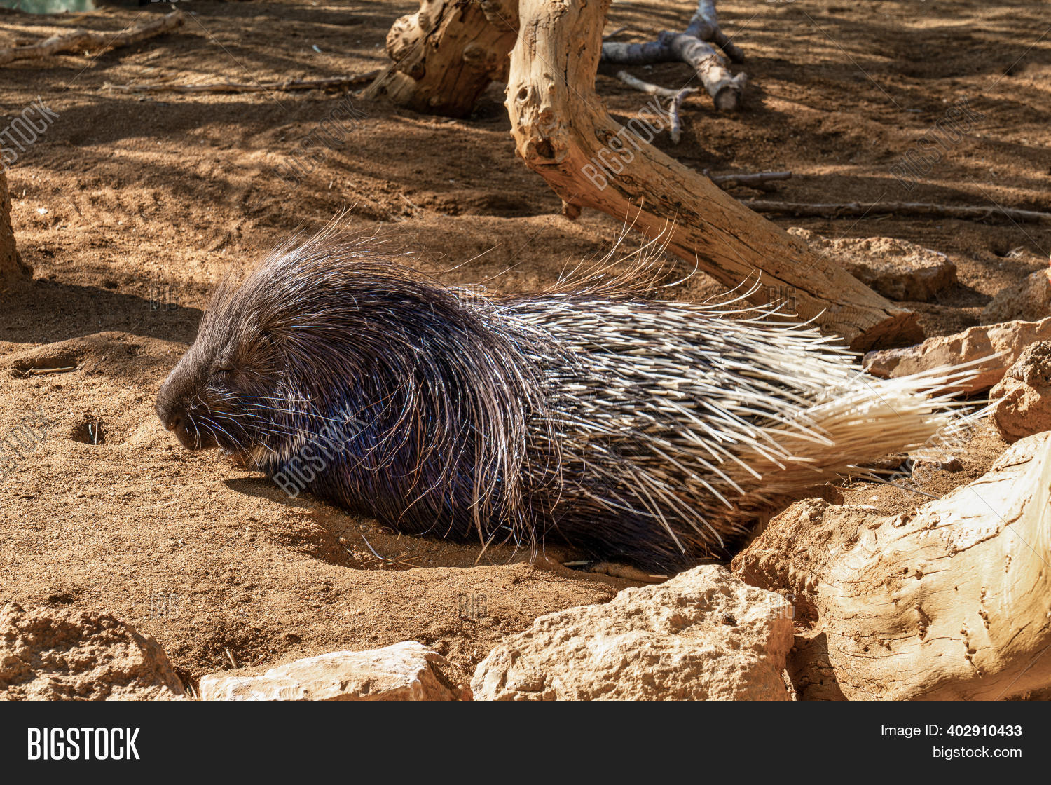 Hystrix Indica, Indian Image & Photo (Free Trial) | Bigstock