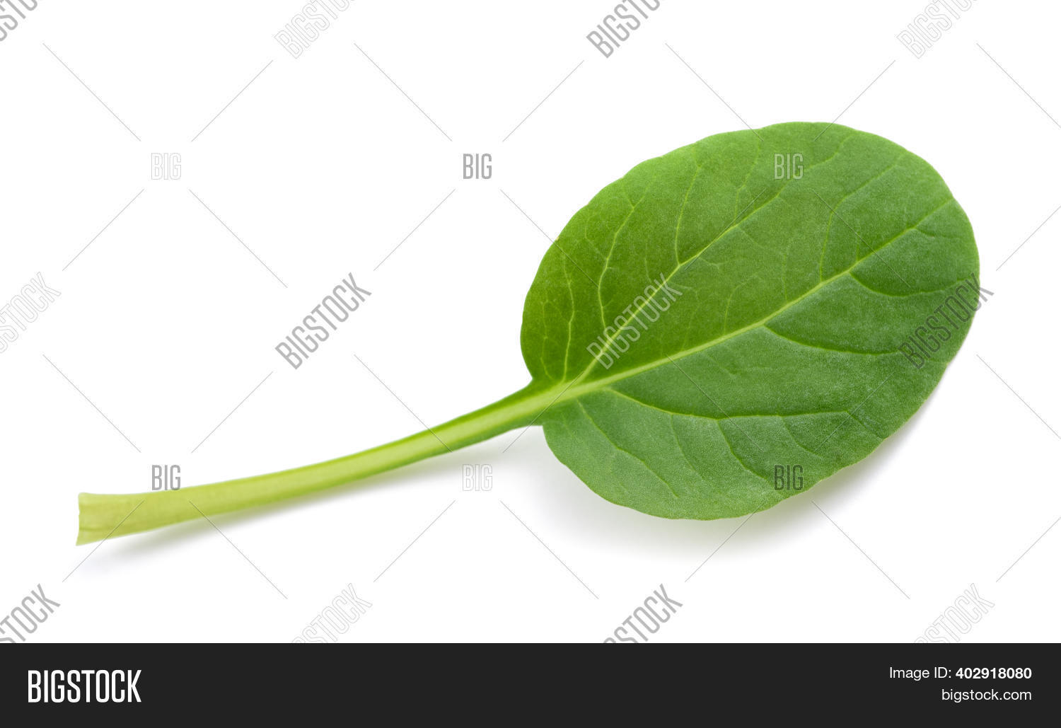 Tatsoi Leaf Isolated Image & Photo (Free Trial) | Bigstock