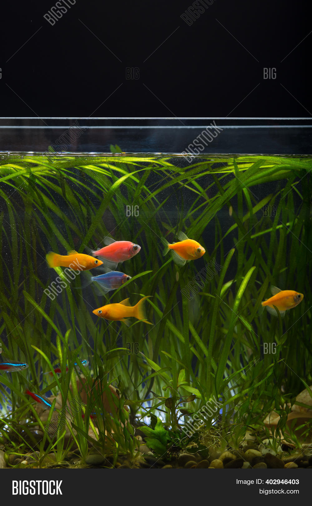 Aquarium Colored Fish Image & Photo (Free Trial) | Bigstock