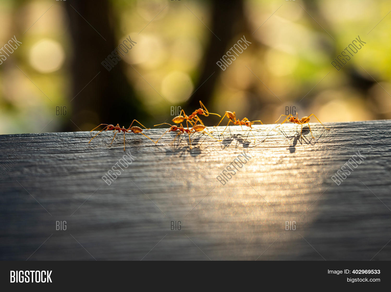 Red Imported Fire Ant Image & Photo (Free Trial) | Bigstock