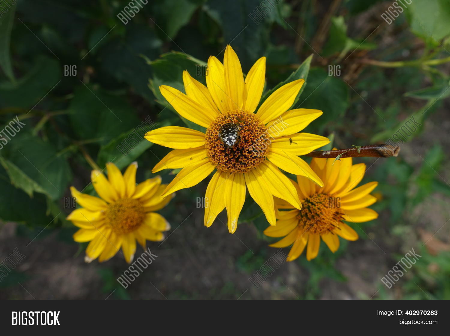Bug Pollinating Yellow Image & Photo (Free Trial) | Bigstock