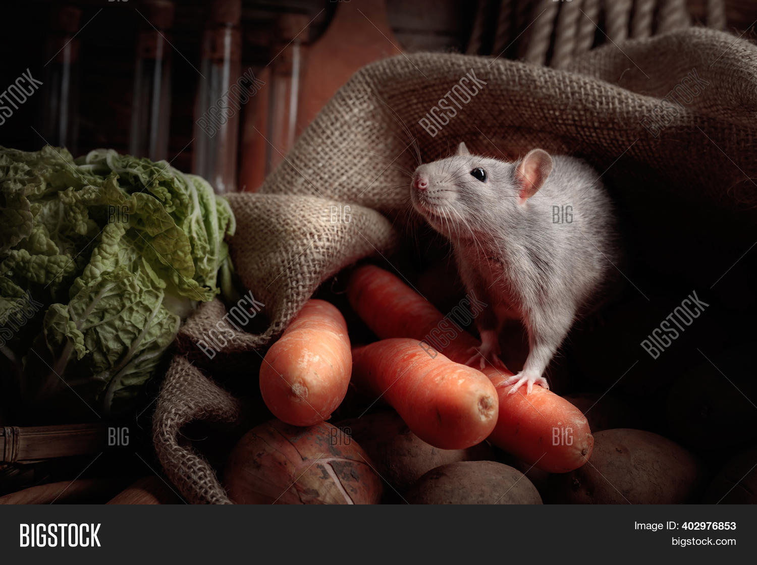 Cute Rat Barn Image & Photo (Free Trial) | Bigstock