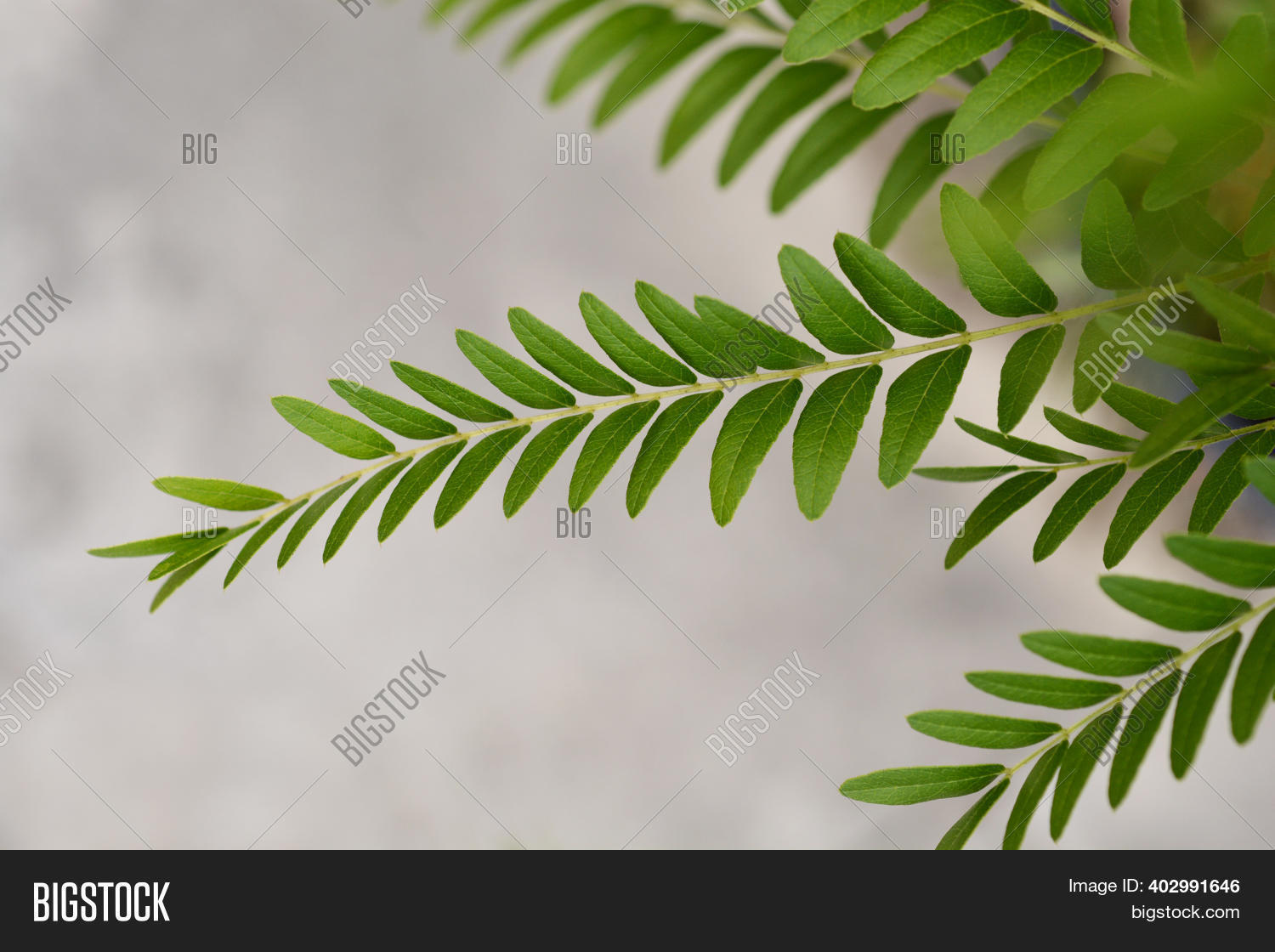 Honey Locust Sunburst Image & Photo (Free Trial) | Bigstock