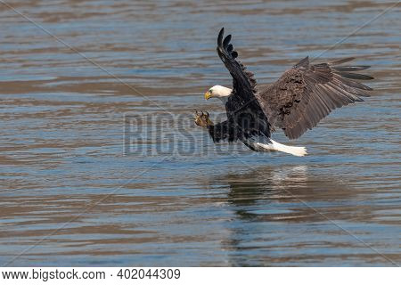 American Bald Eagle Image & Photo (Free Trial) | Bigstock