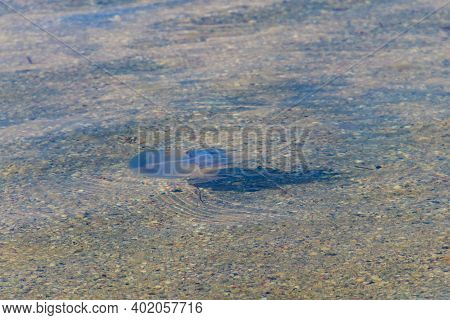 Rhizostoma Pulmo, Image & Photo (Free Trial) | Bigstock