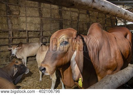 Cow Stable Will Be Image & Photo (Free Trial) | Bigstock