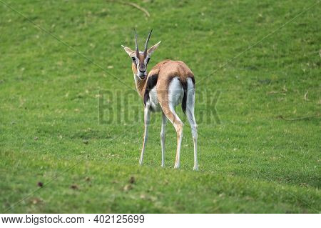 Funny Example Gazelle Image & Photo (Free Trial) | Bigstock