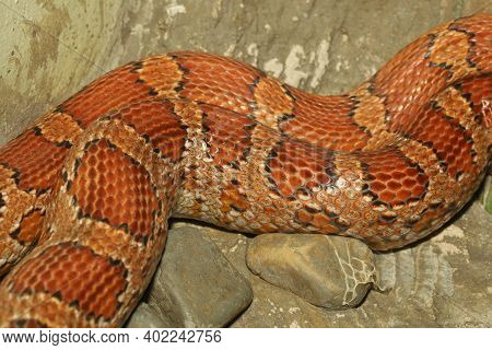 Close Corn Snake Skin Image & Photo (Free Trial) | Bigstock