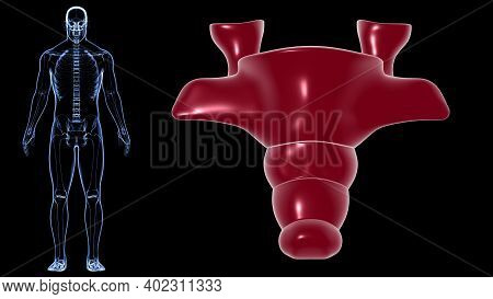Human Skeleton Image & Photo (Free Trial) | Bigstock