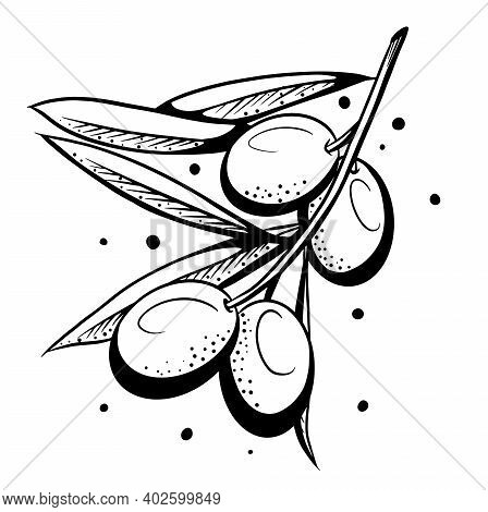 Hand-drawn Olive Vector & Photo (Free Trial) | Bigstock
