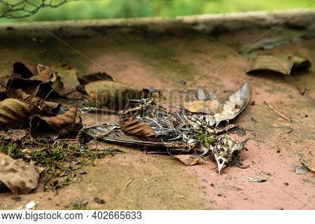 Dead Bird Lying On Image & Photo (Free Trial) | Bigstock