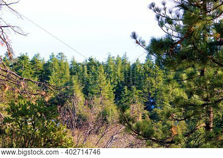 Alpine Pine Forest On Image & Photo (Free Trial) | Bigstock