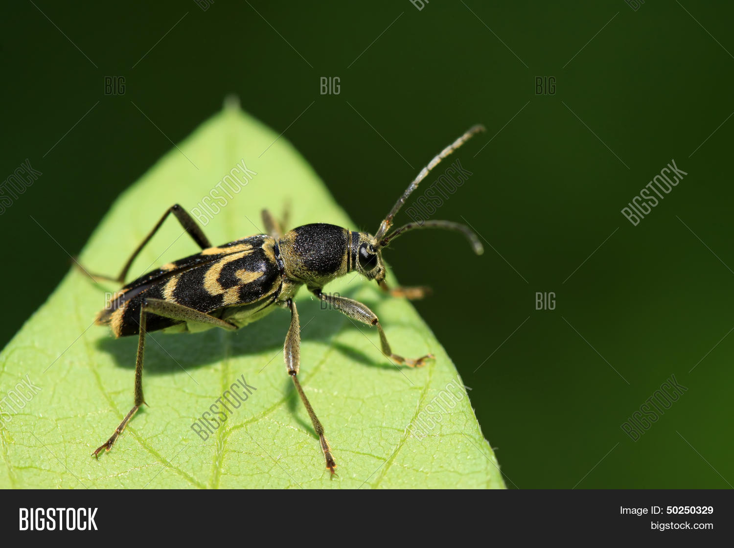 Ridge Tiger Longicorn Image & Photo (Free Trial) | Bigstock