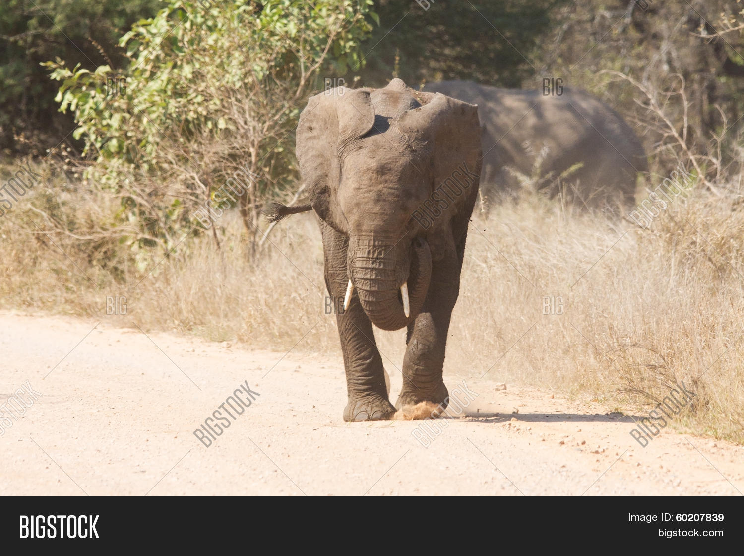 Young Elephant Charge Image & Photo (Free Trial) | Bigstock