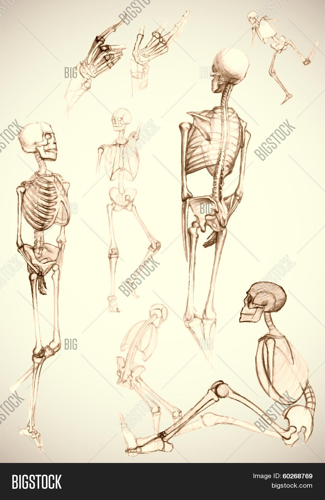 Sketch Skeletons - Vector & Photo (Free Trial) | Bigstock
