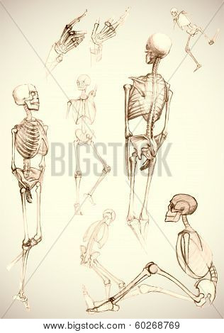 Sketch Skeletons - Vector & Photo (Free Trial) | Bigstock