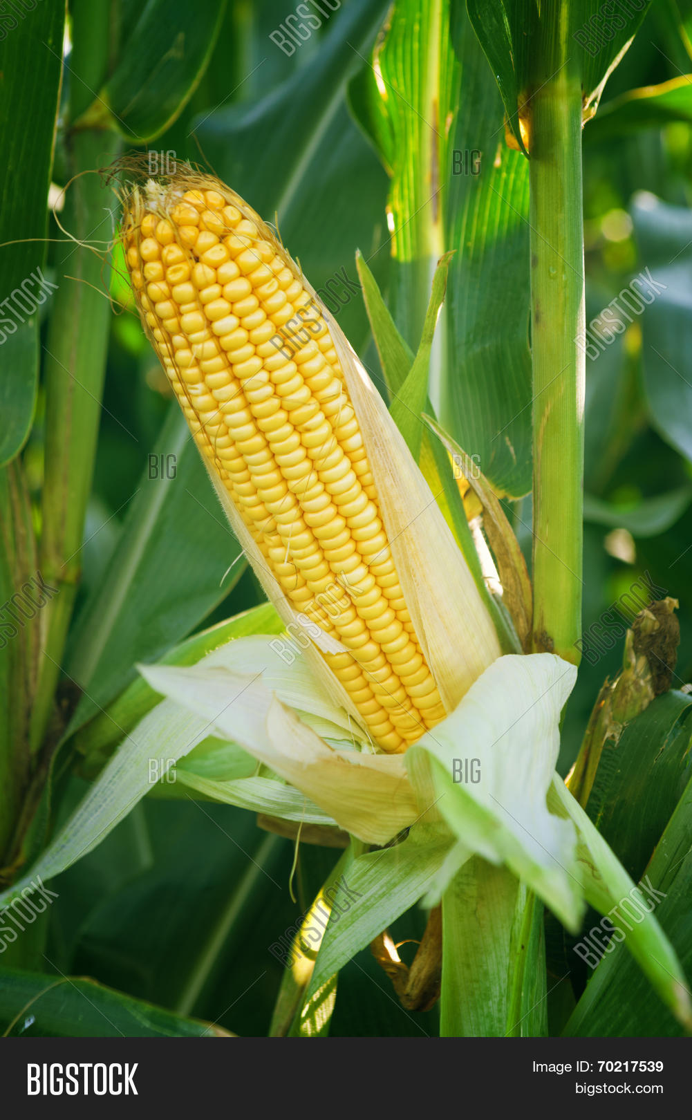 What Is Maize Ear at Mackenzie Ramos blog