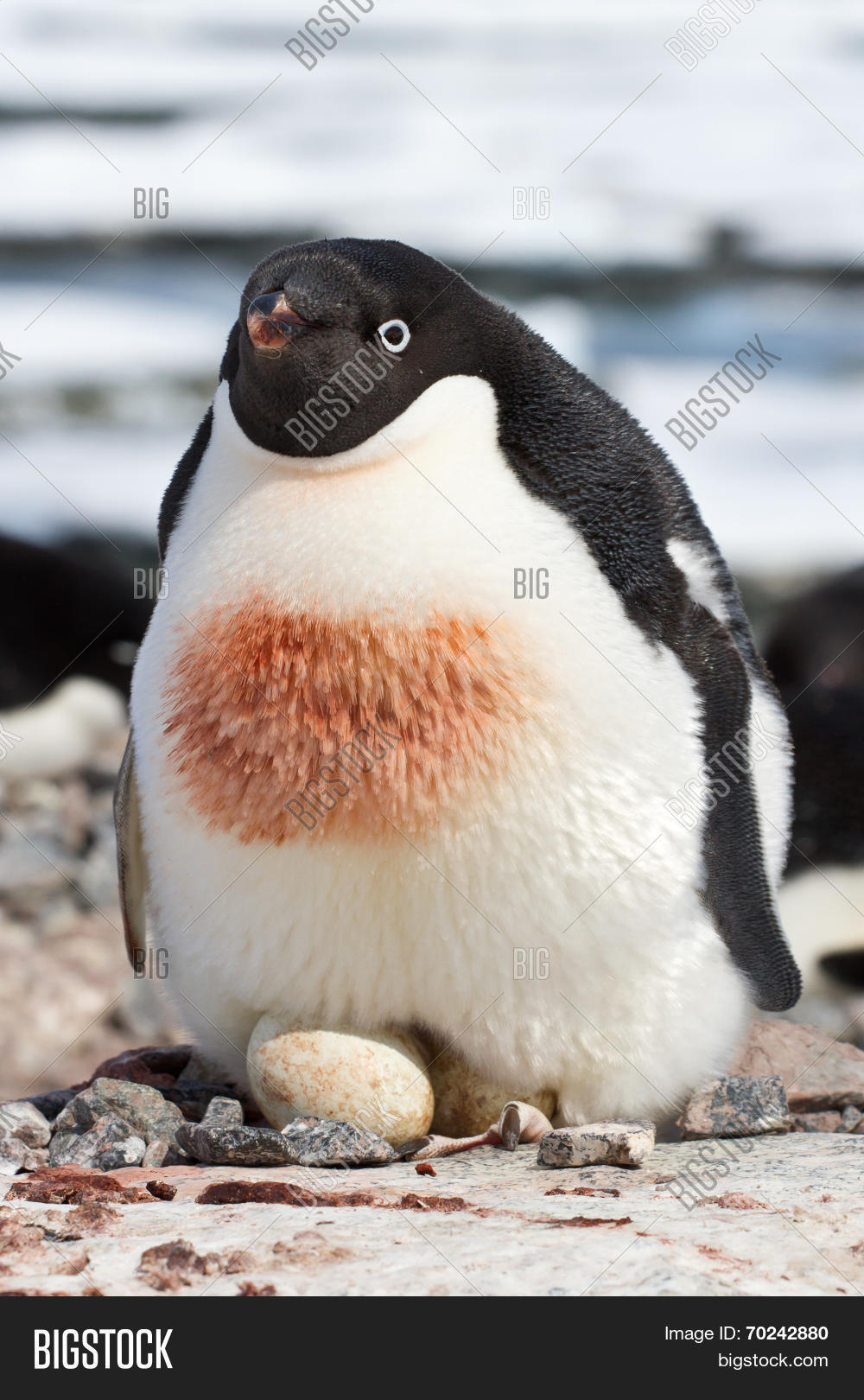 Female Adelie Penguin Image & Photo (Free Trial) | Bigstock