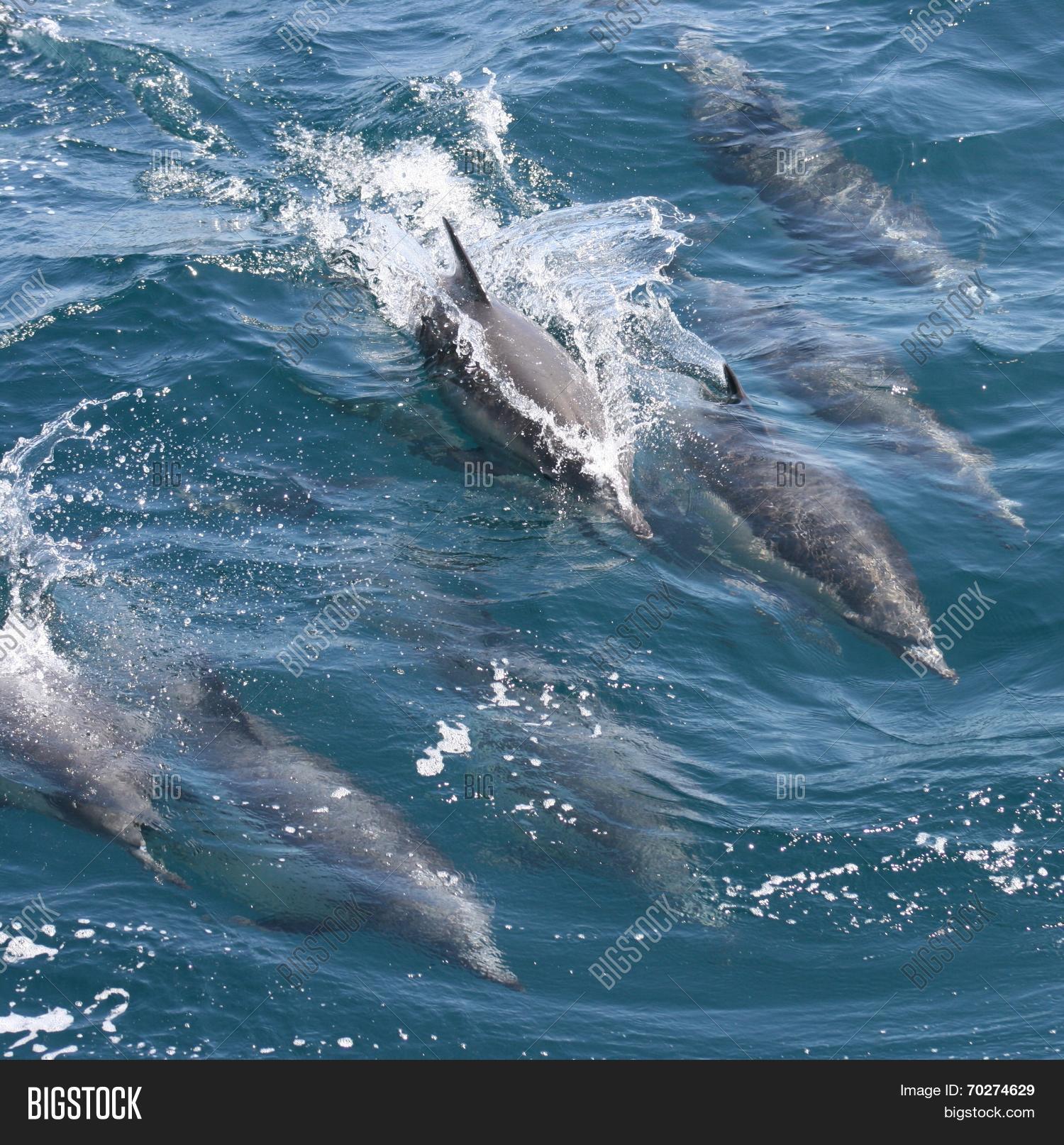 Pod Common Dolphin Image & Photo (Free Trial) | Bigstock