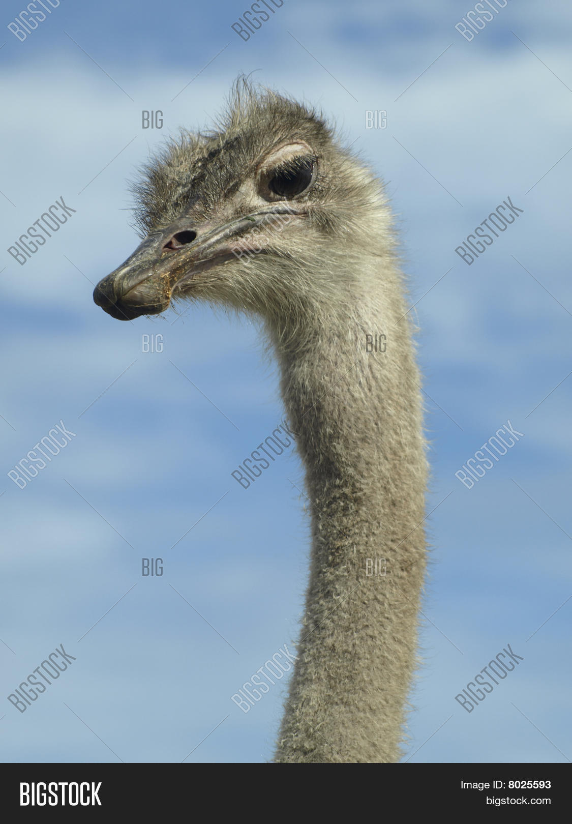 Ostrich Stare Image & Photo (Free Trial) | Bigstock