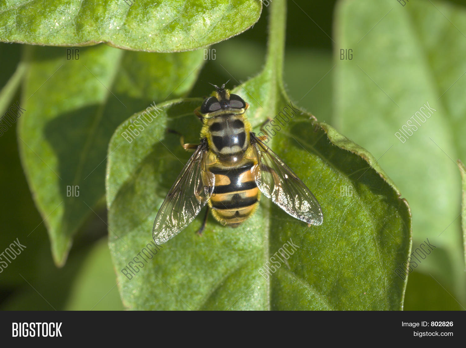 Striped Hover Fly Image & Photo (Free Trial) | Bigstock