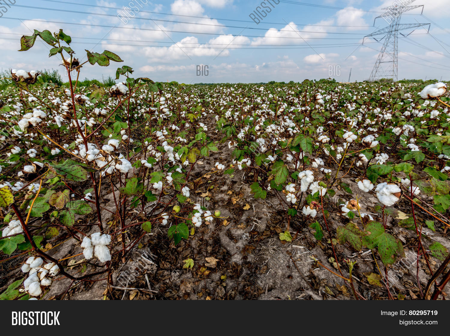 Raw Cotton Growing Image & Photo (Free Trial) | Bigstock