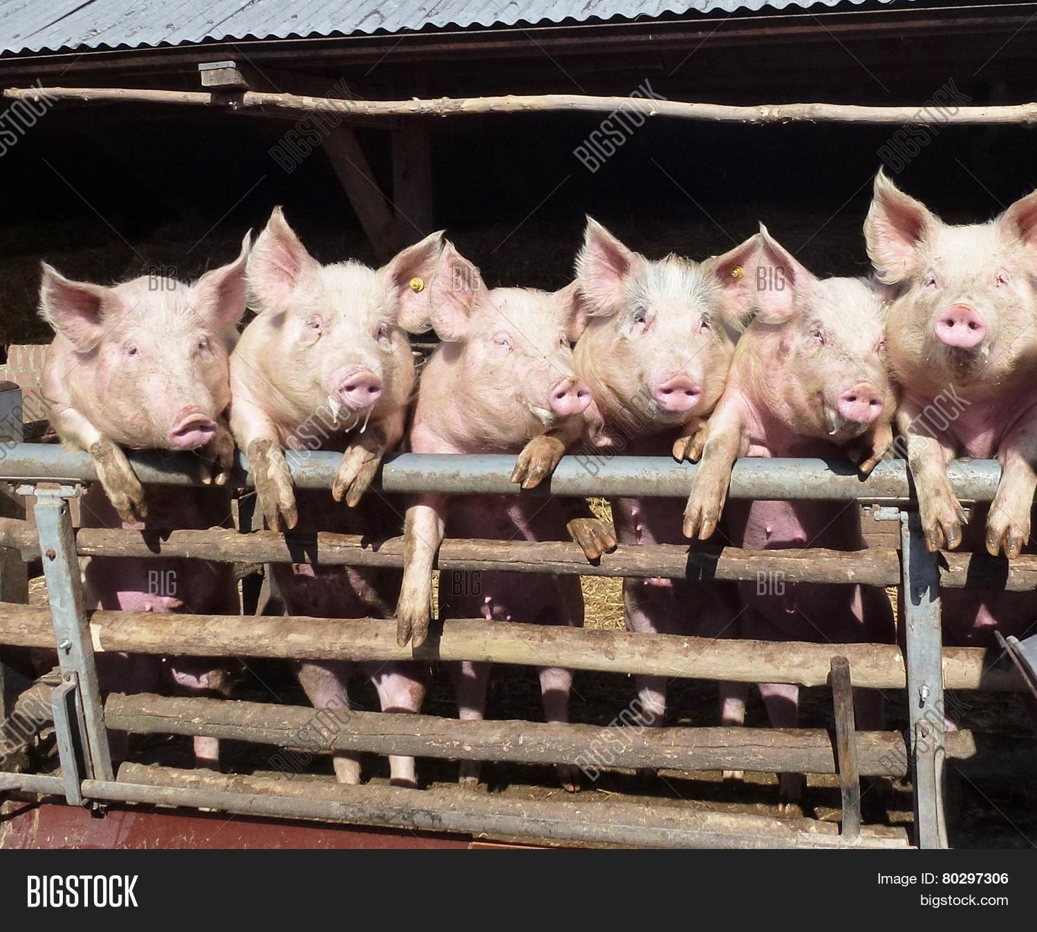 Pigs Waiting Food Image & Photo (Free Trial) | Bigstock