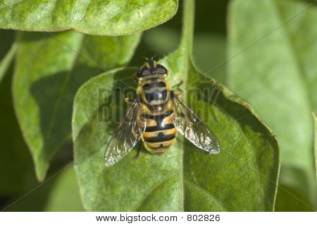Striped Hover Fly Image & Photo (Free Trial) | Bigstock
