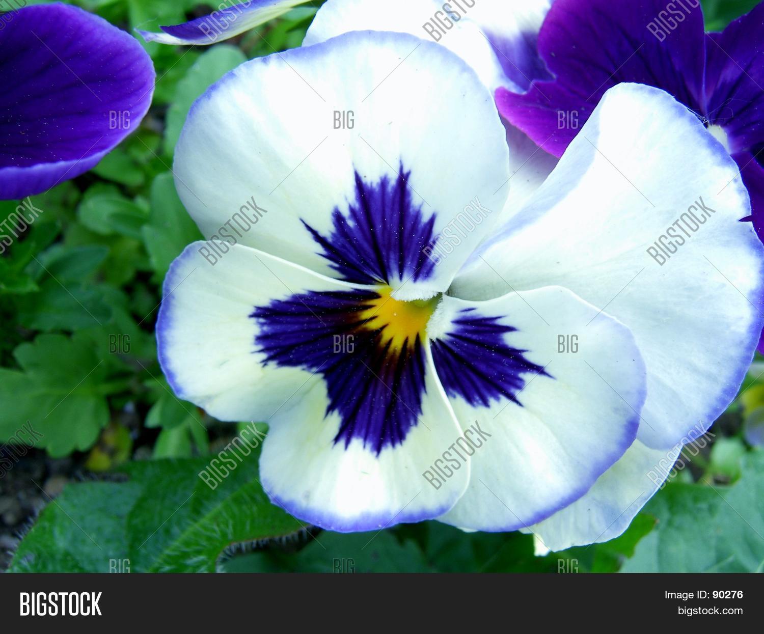 Blue White Pansy Image & Photo (Free Trial) | Bigstock