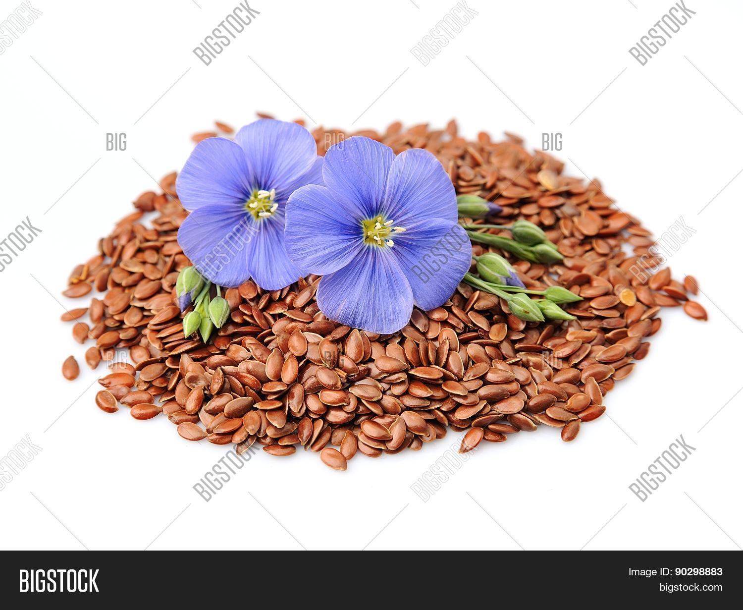 Flax Seeds Flowers Image & Photo (Free Trial) | Bigstock
