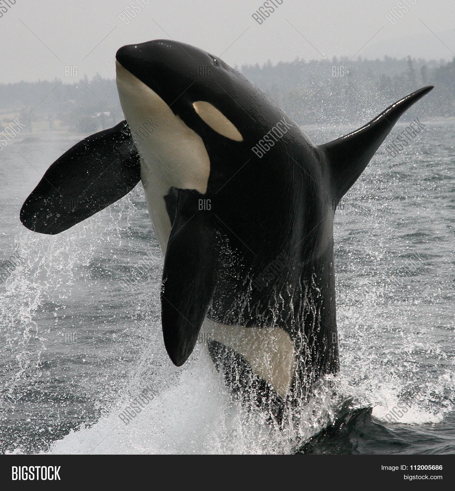 Orca Breach Image & Photo (Free Trial) | Bigstock