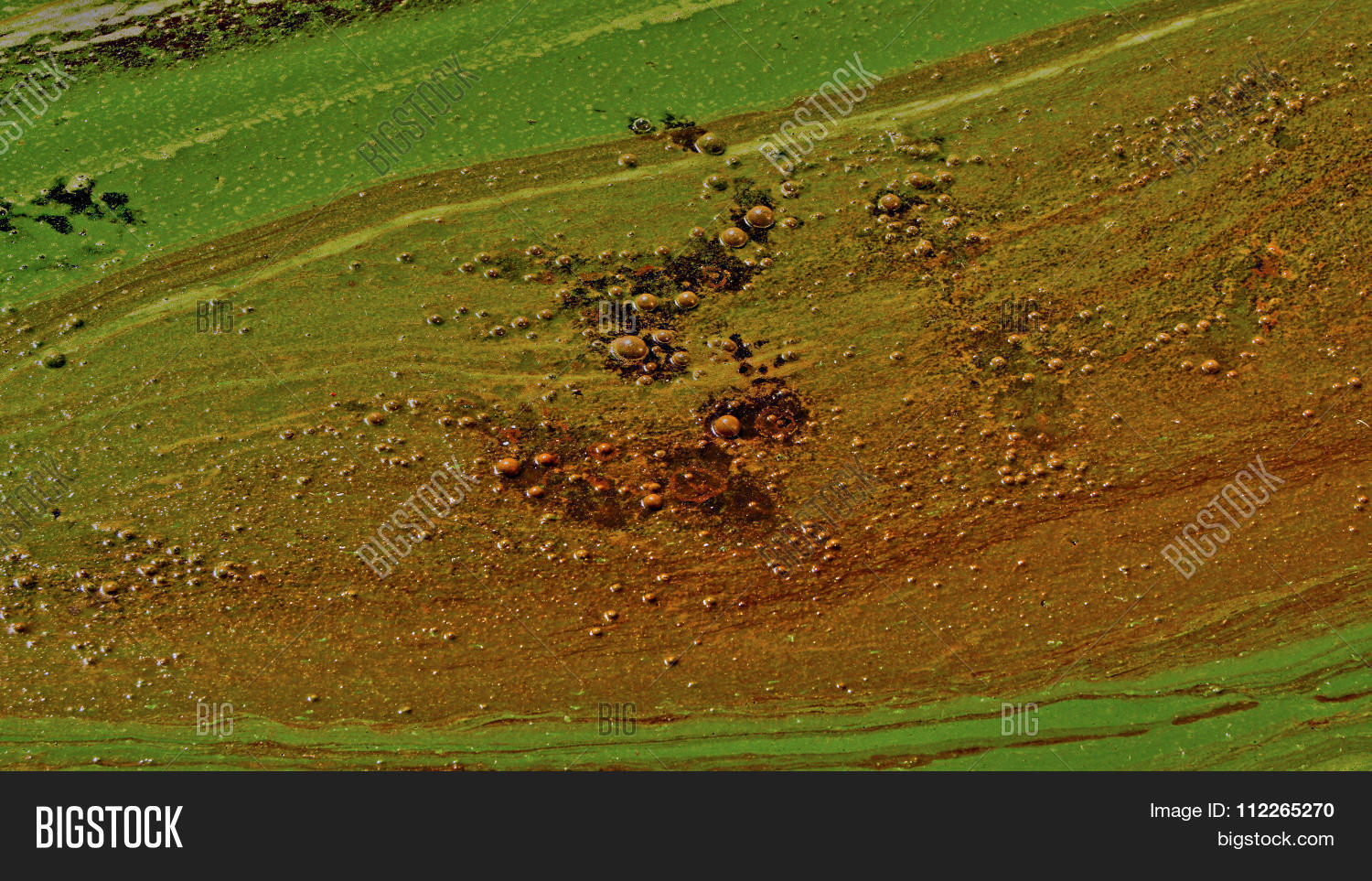 Green Algae On Surface Image & Photo (Free Trial) | Bigstock
