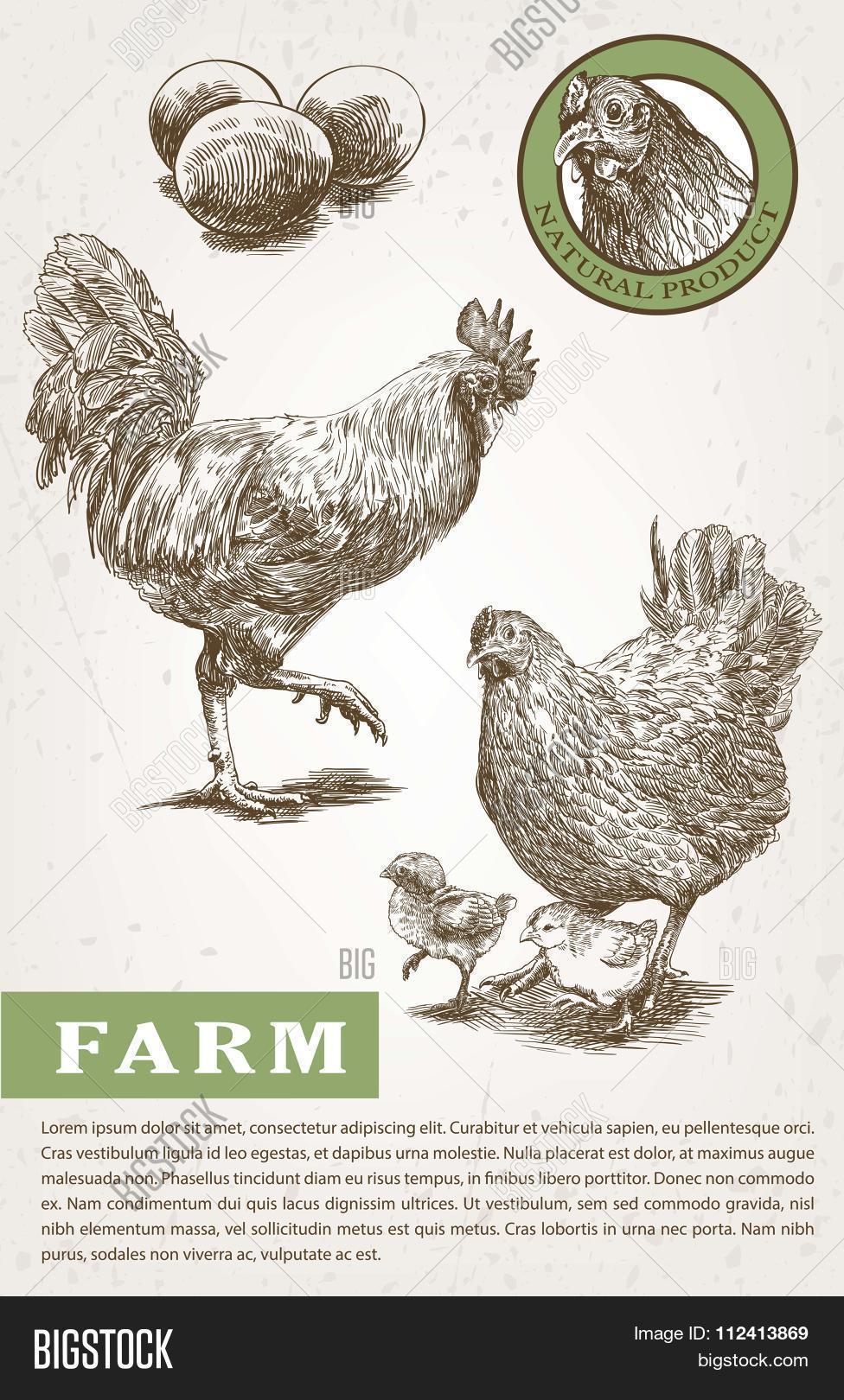 Sketch Brood-hen Vector & Photo (Free Trial) | Bigstock