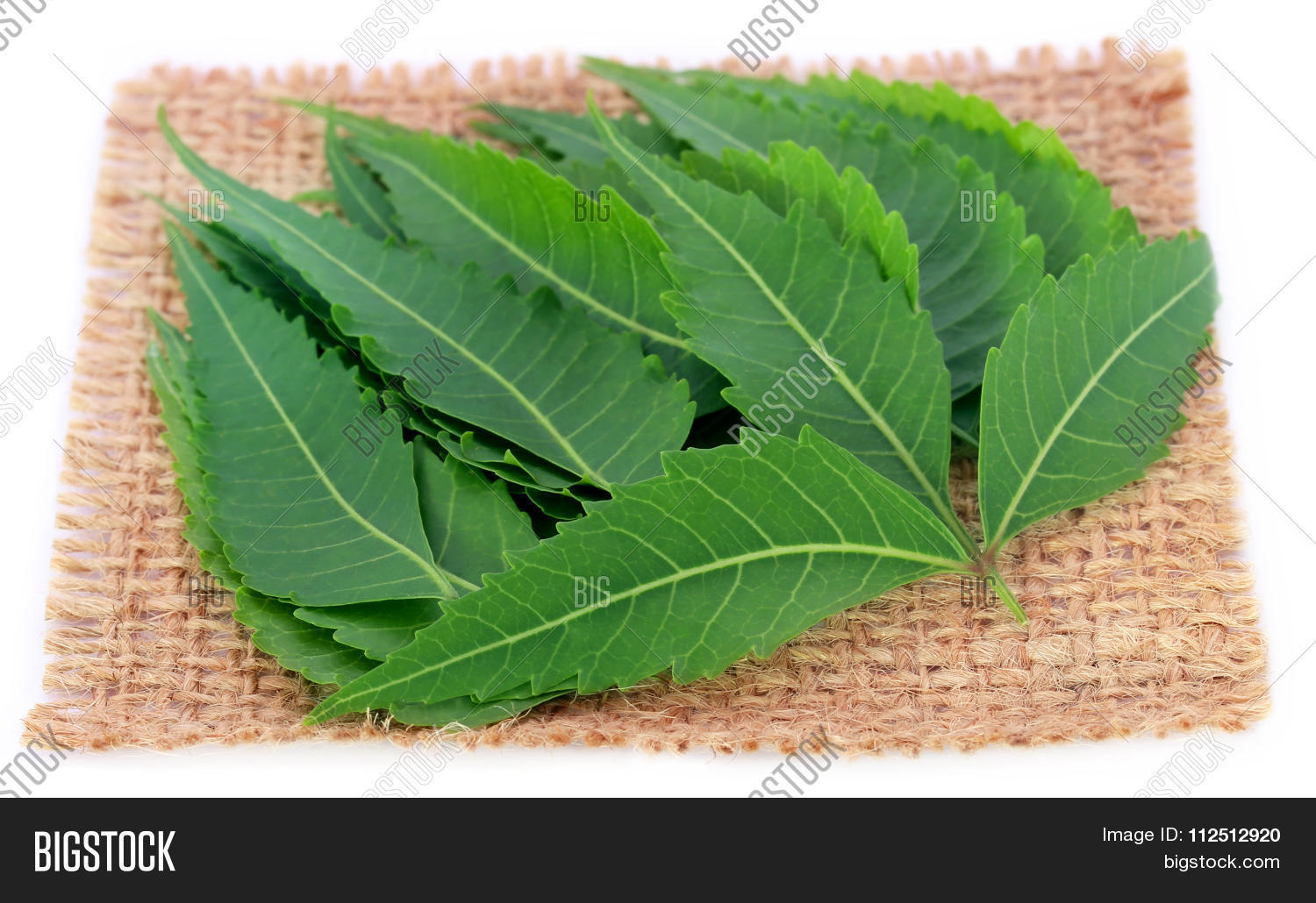 Medicinal Neem Leaves Image & Photo (Free Trial) | Bigstock